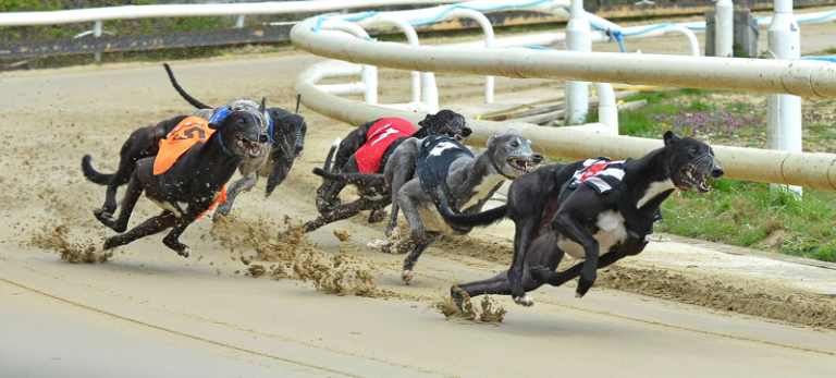 London Dog Racing Tracks – The London Gambler